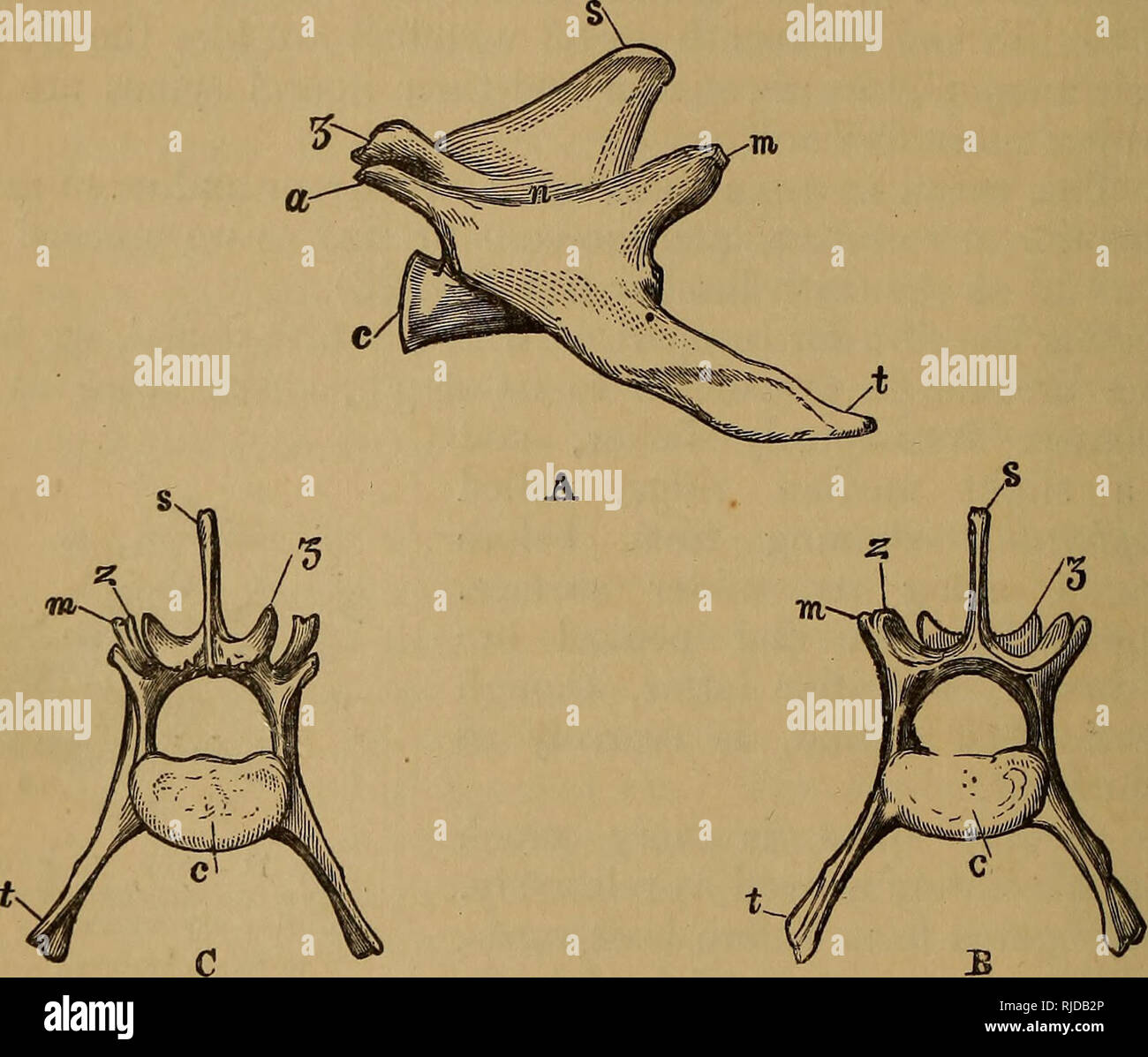 . The cat : an introduction to the study of backboned animals ...