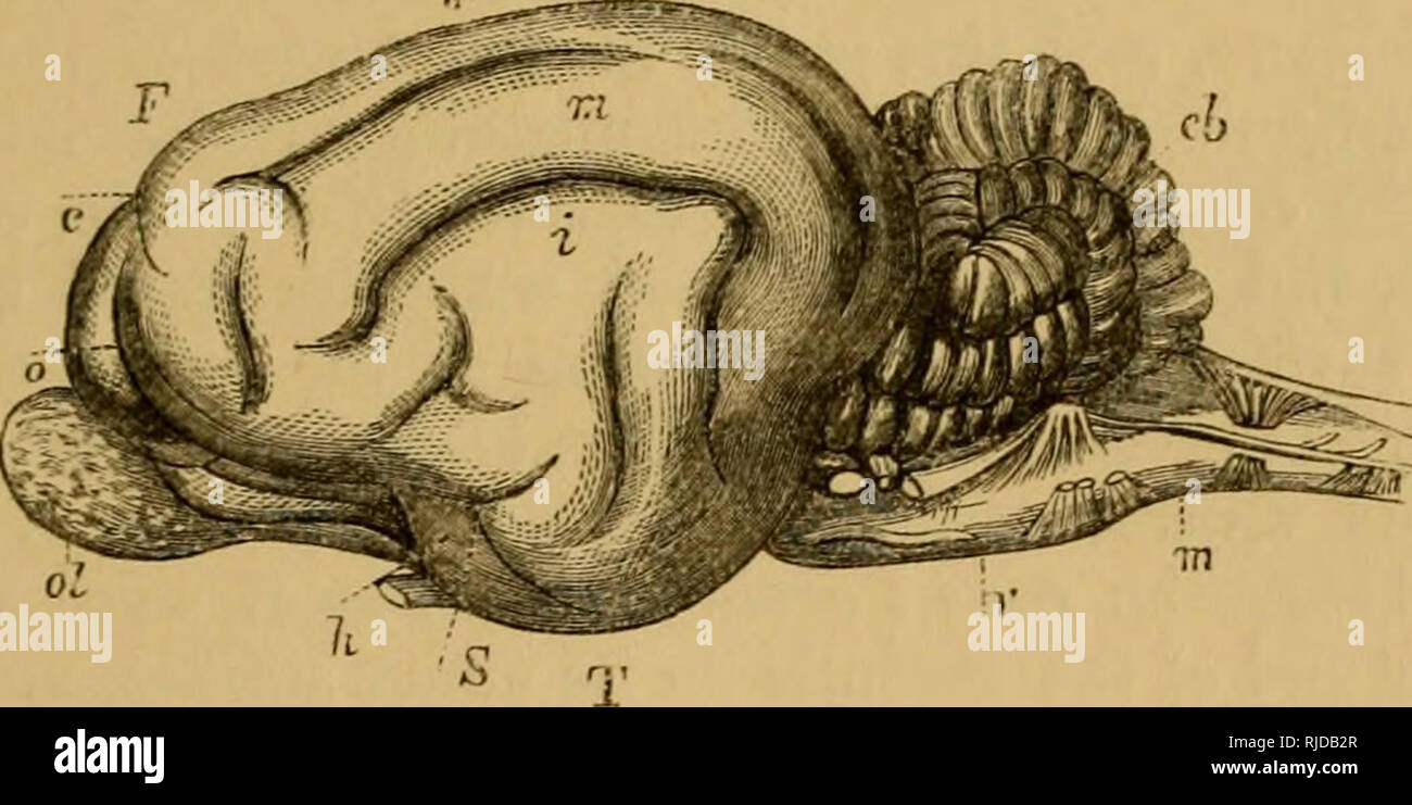 Neural foramina hi-res stock photography and images - Alamy