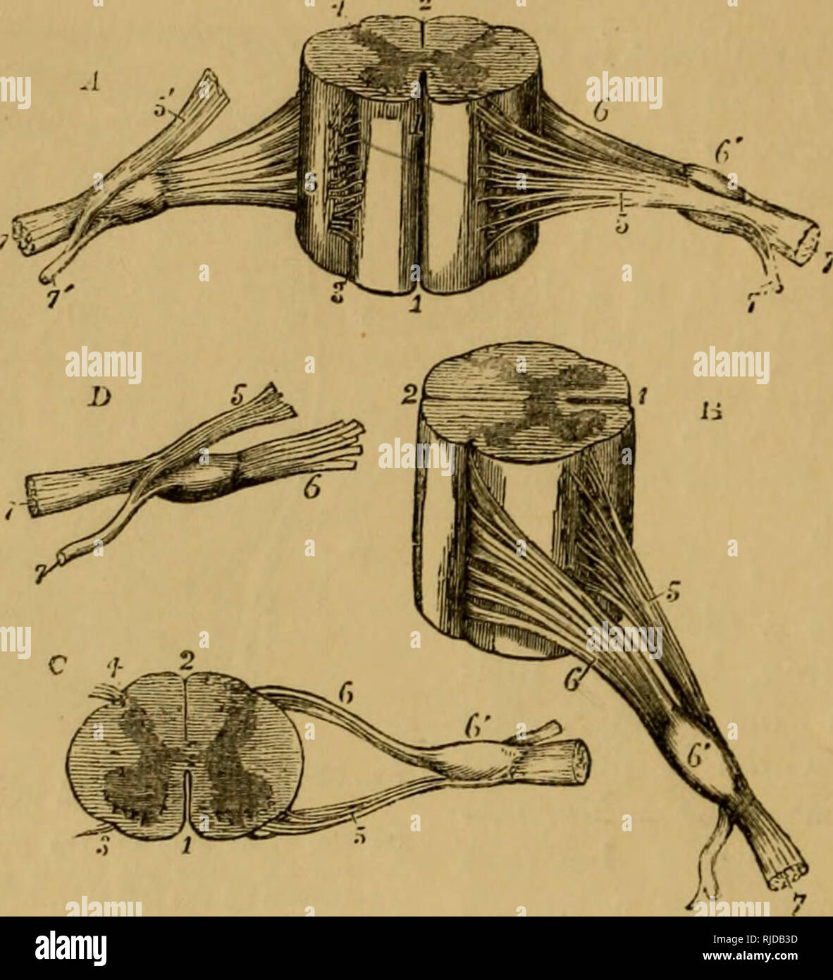 Spinas nerves hi-res stock photography and images - Alamy