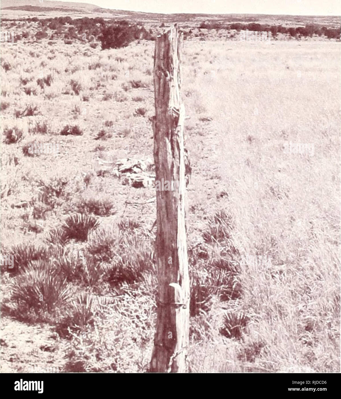 . Challenges in forage and range research. Forage plants; Rangelands ...