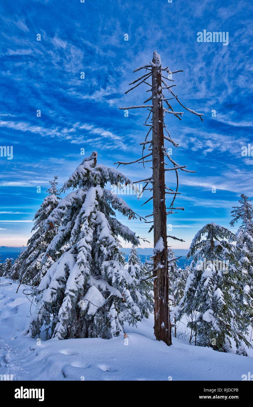Winter Landscape Snow Mountain Frozen Lake Black Forest Germany Stock ...