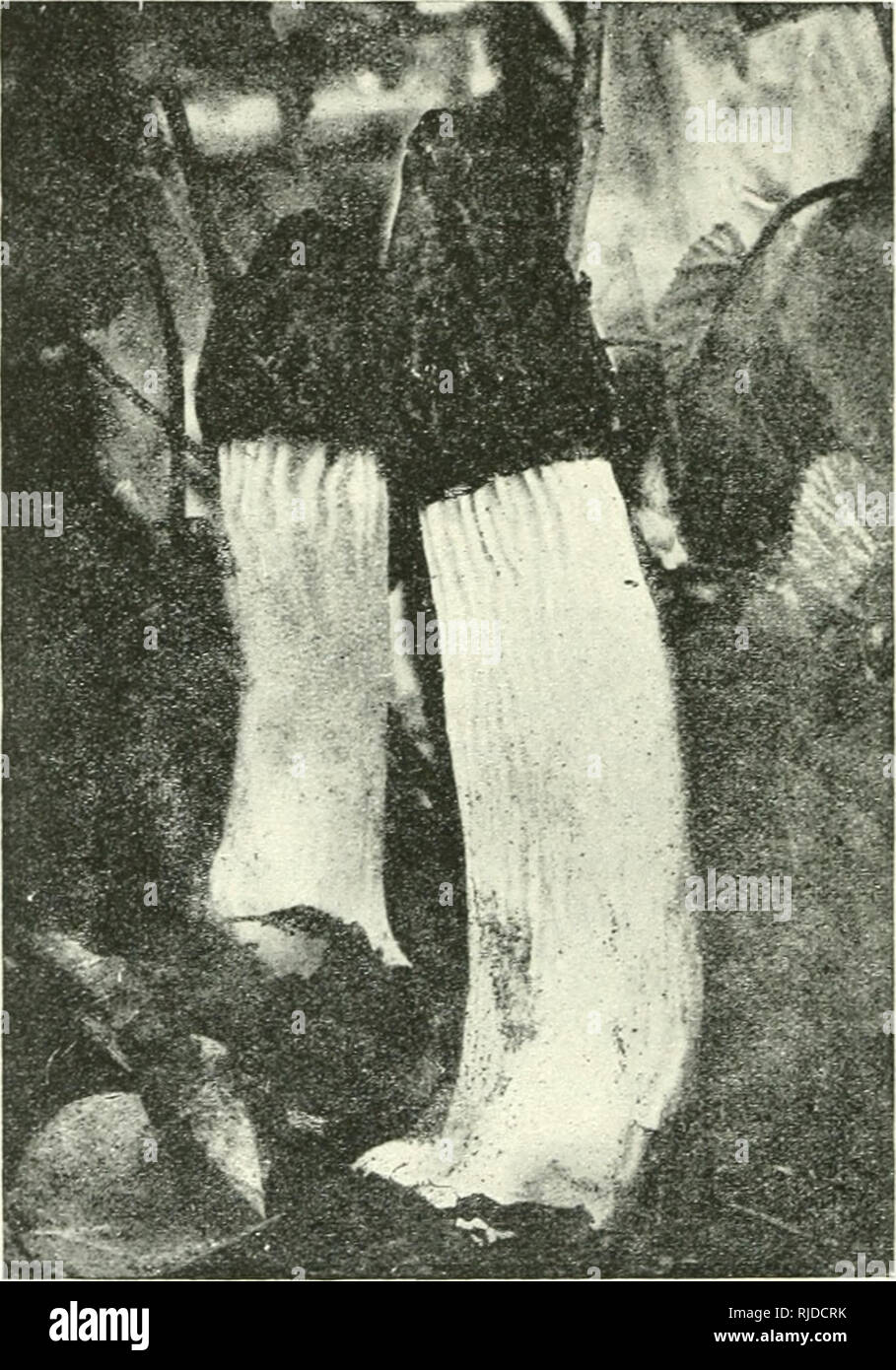 L tratt hi-res stock photography and images - Alamy