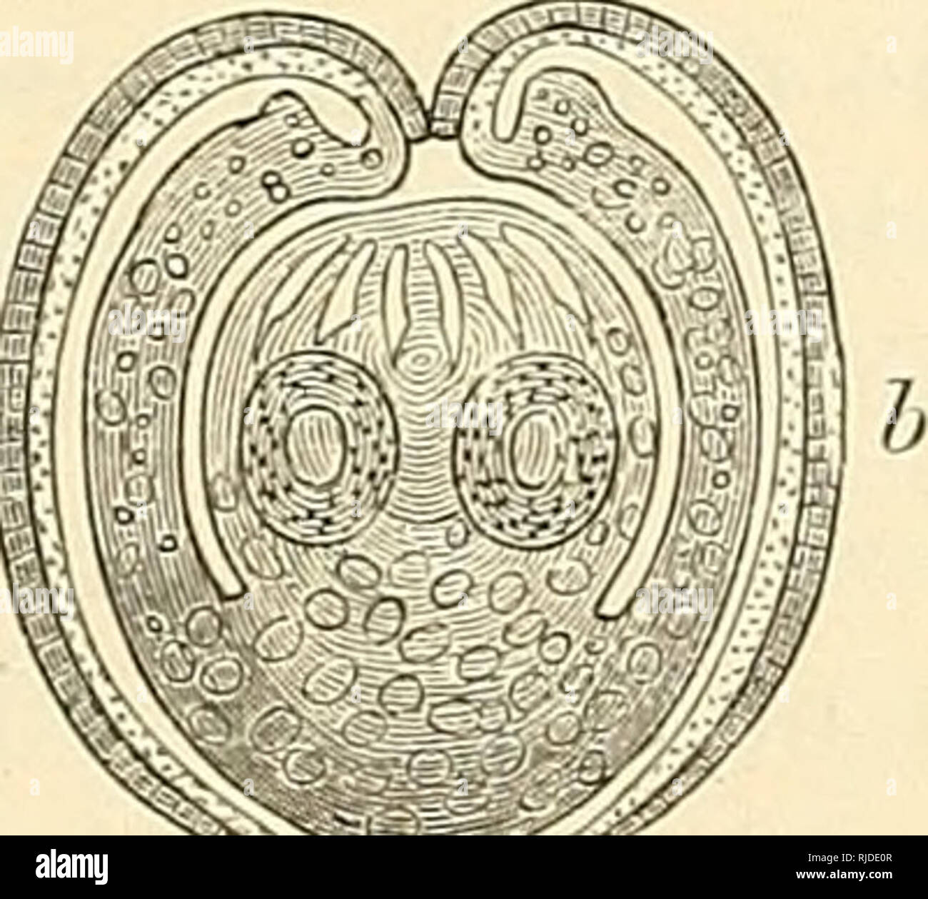 Cestodes High Resolution Stock Photography and Images - Alamy