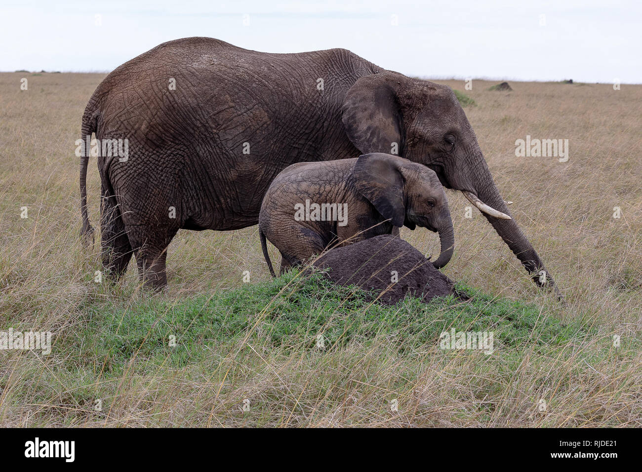 African elephants in Kenya, Africa Stock Photo - Alamy
