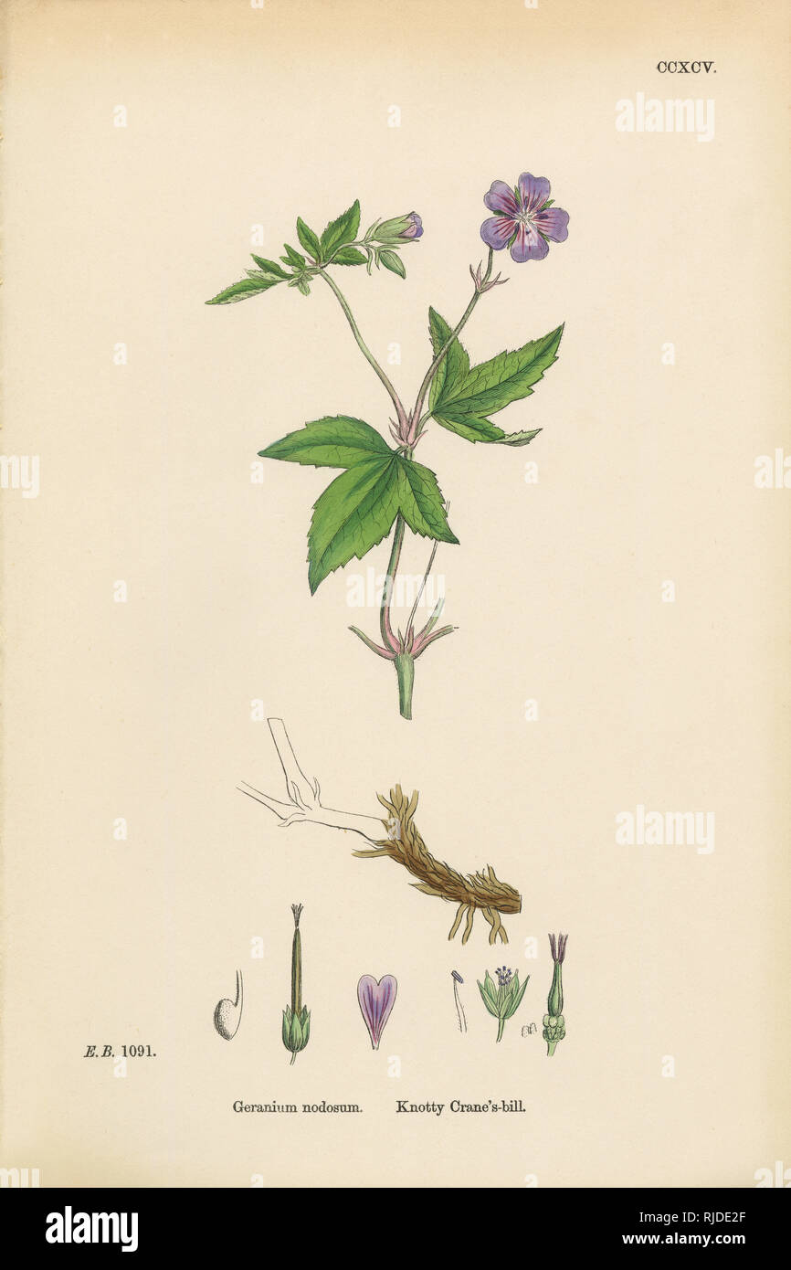 Antique Hand-Colored English Victorian Botanical Illustration, Circa ...
