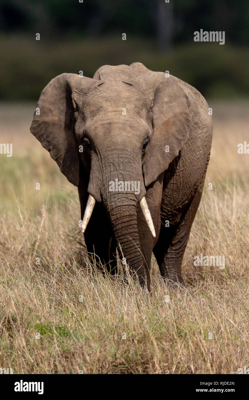 African elephants in Kenya, Africa Stock Photo - Alamy