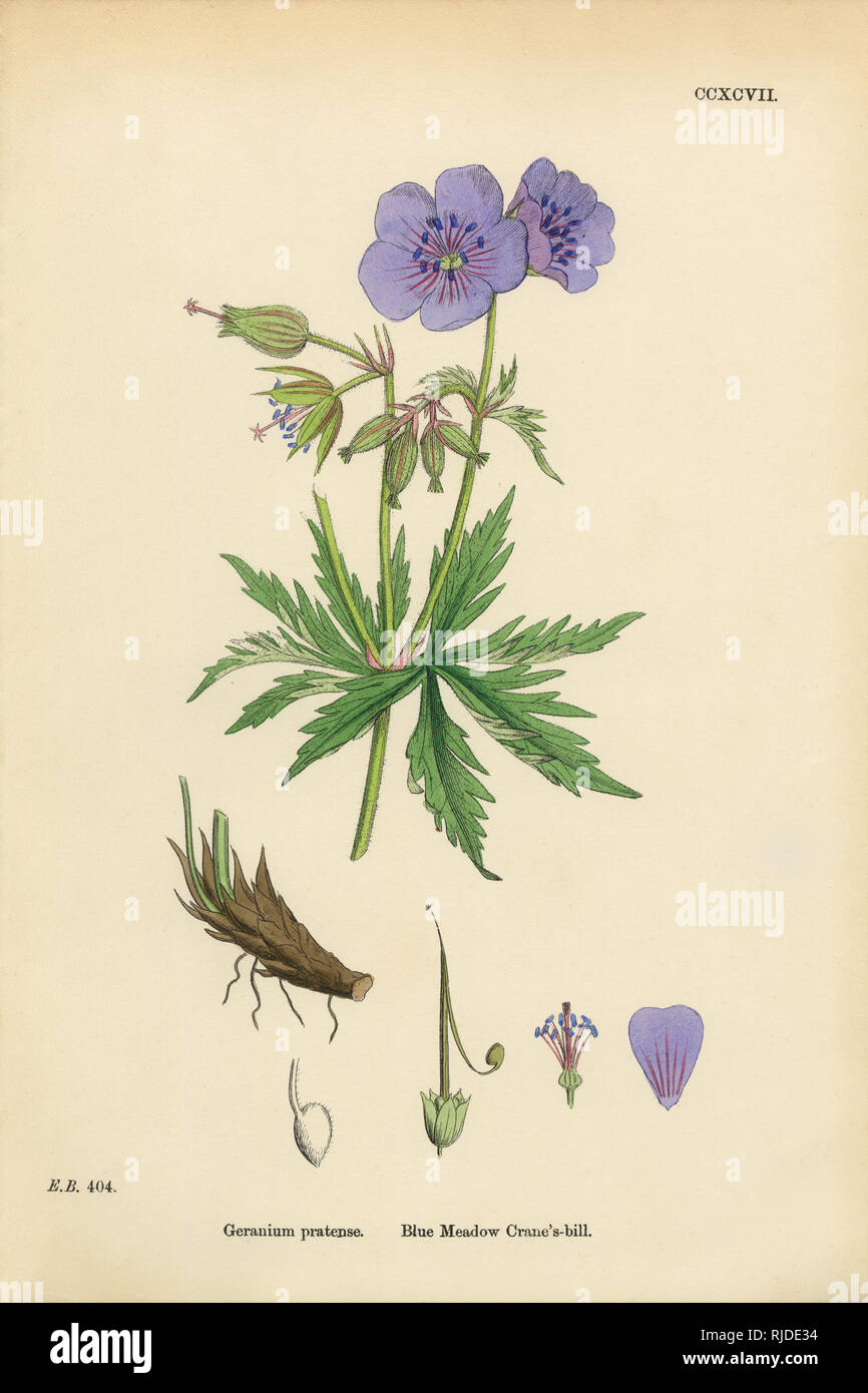 Antique Hand-Colored English Victorian Botanical Illustration, Circa ...