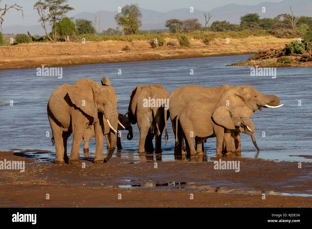 African elephants in Kenya, Africa Stock Photo - Alamy