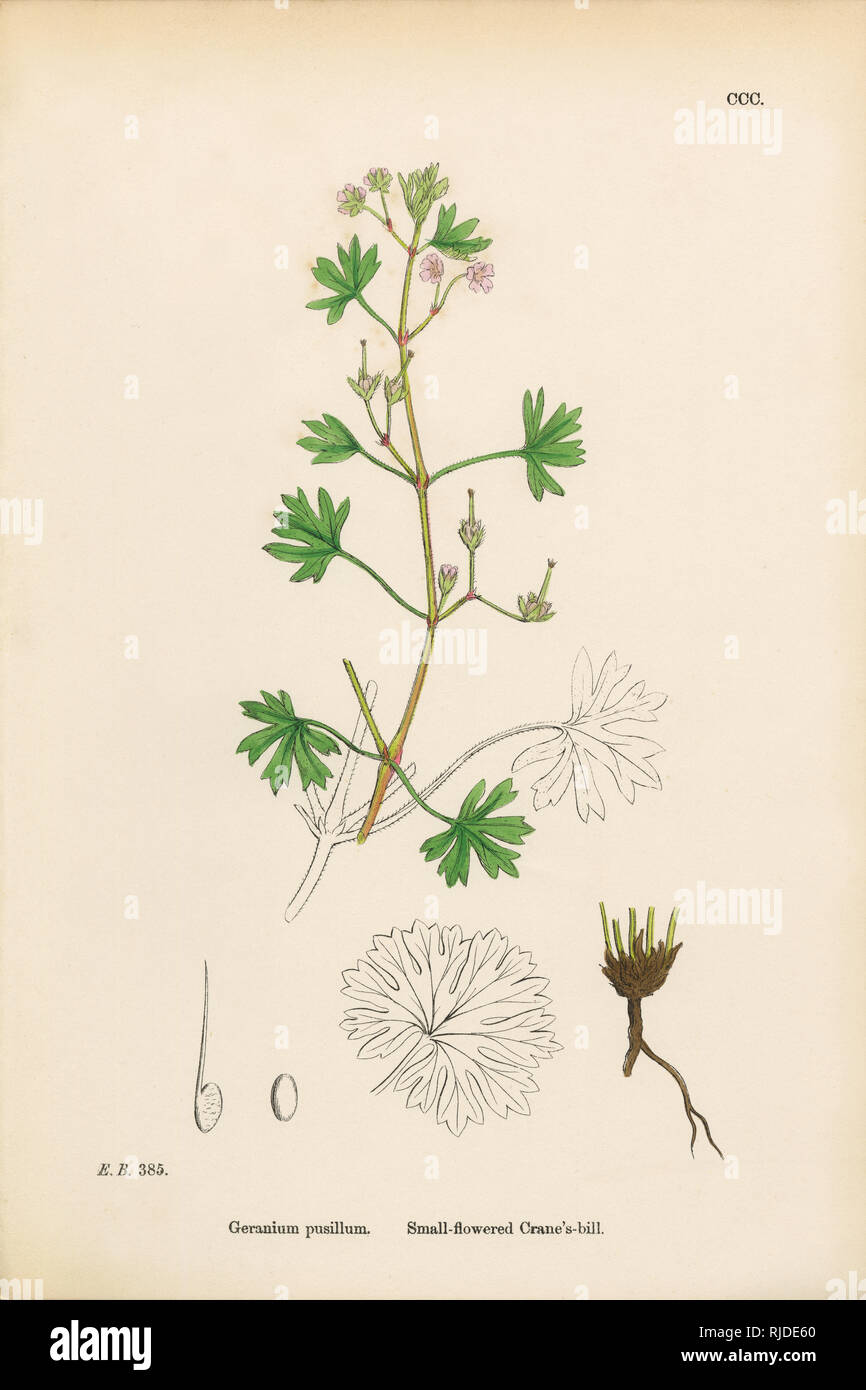 Antique Hand-Colored English Victorian Botanical Illustration, Circa ...