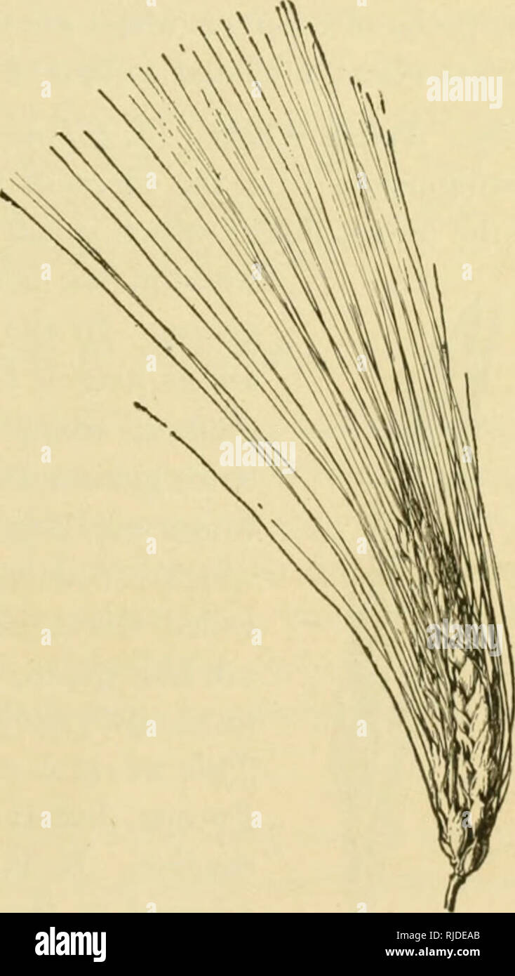 Bearded grain heads hi-res stock photography and images - Alamy