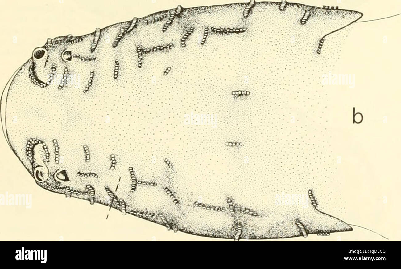 . Cave vertebrates of America; a study in degenerative evolution. Cave ...
