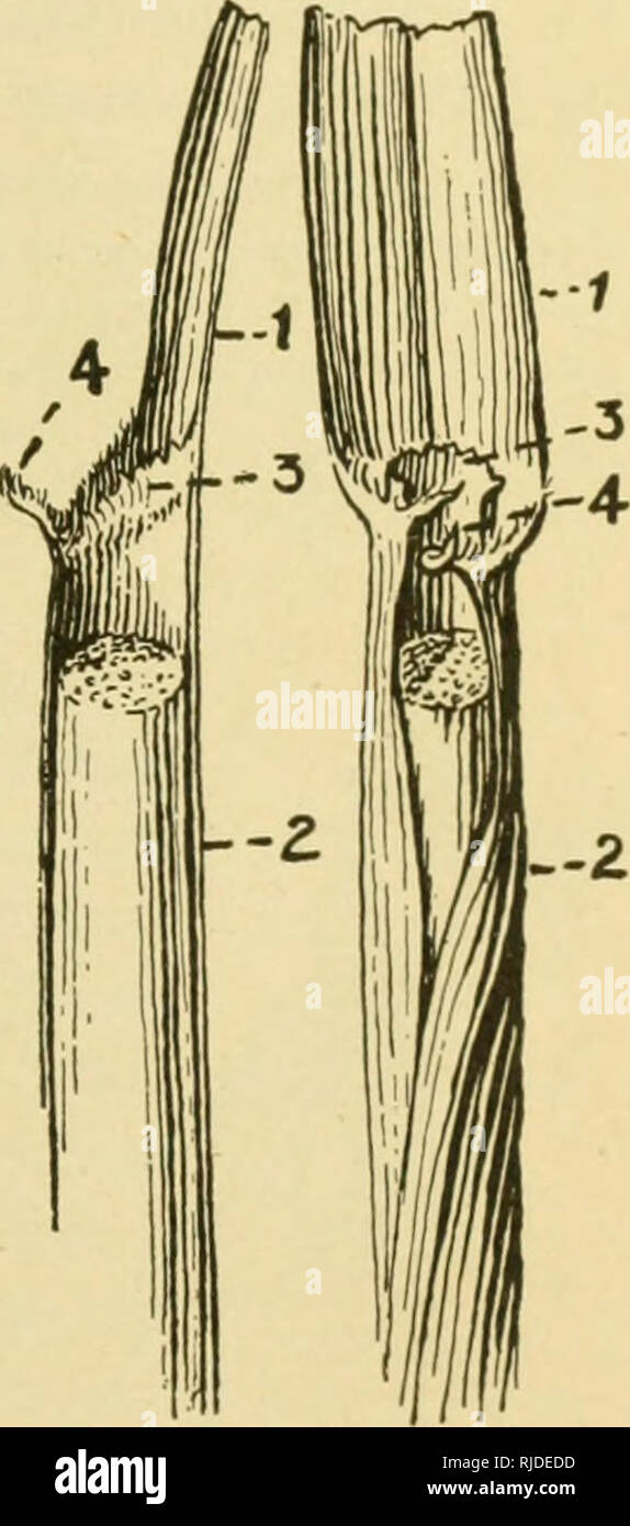 . The cereals in America. Grain. STRUCrURE OF WHEAT 29 54. Leaves ...