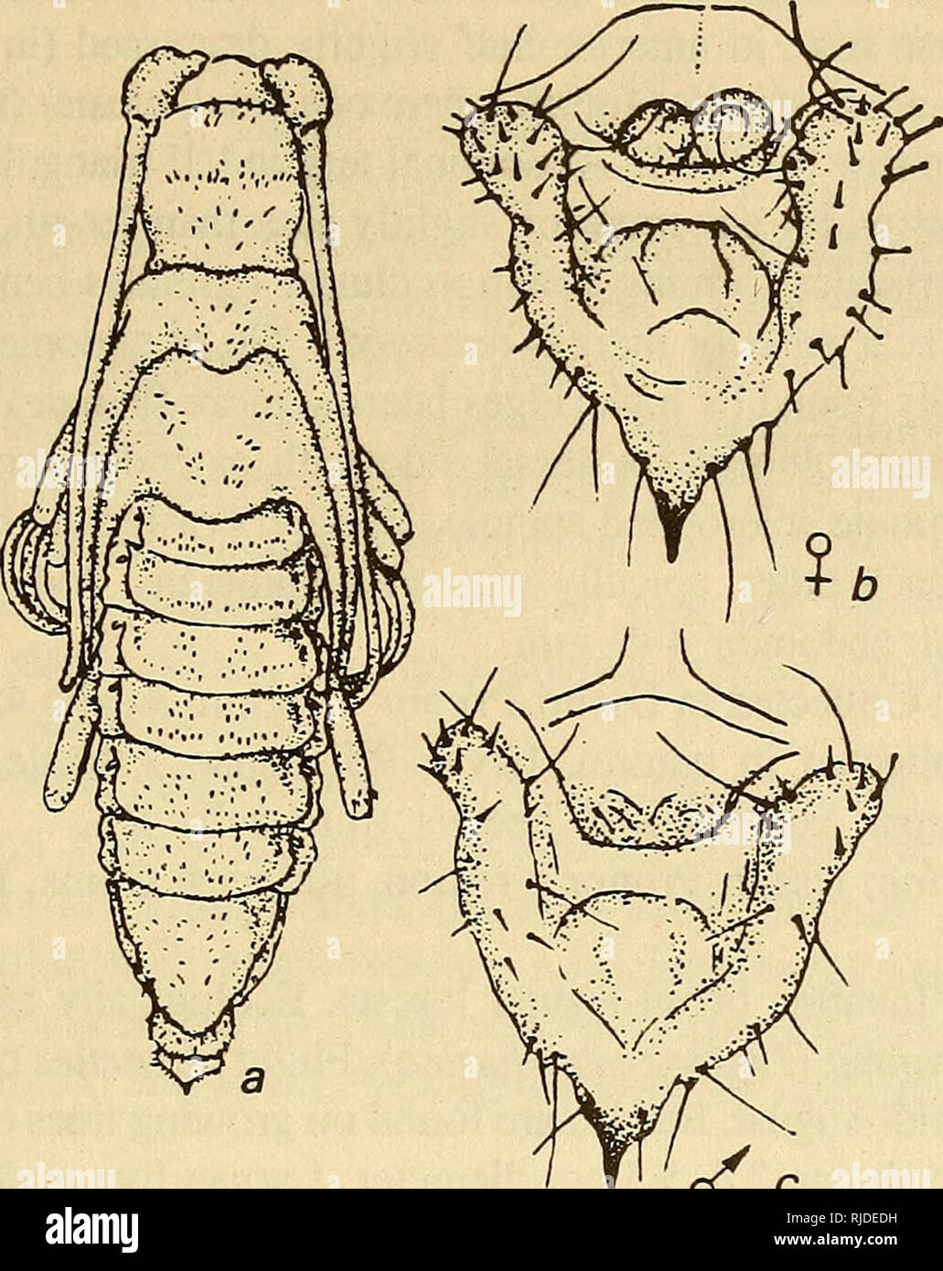 . Cerambycidae of Northern Asia. Cerambycidae; Beetles; Cerambycidae ...
