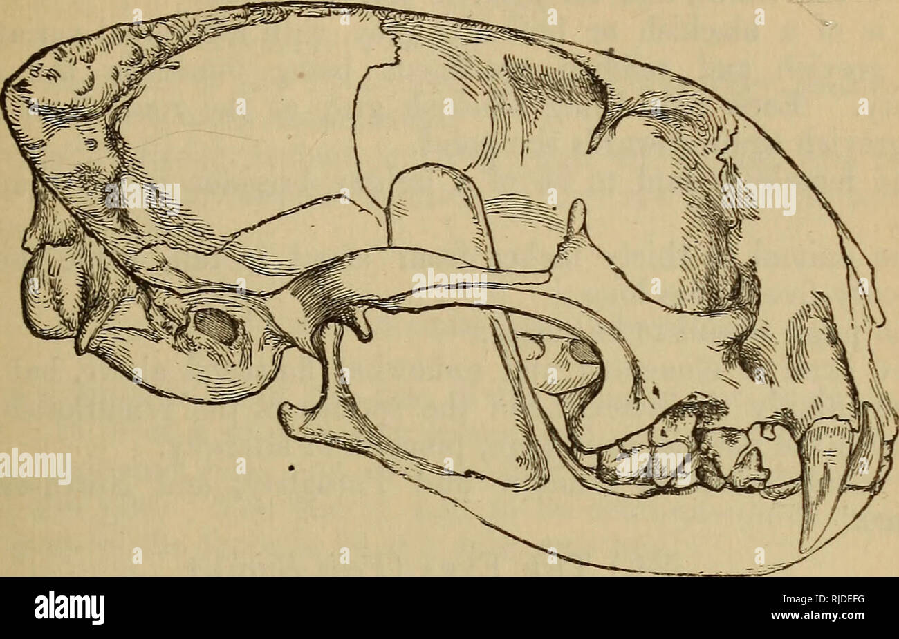 . The cat : an introduction to the study of backboned animals ...