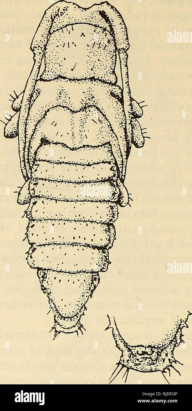 Short spinules hi-res stock photography and images - Alamy