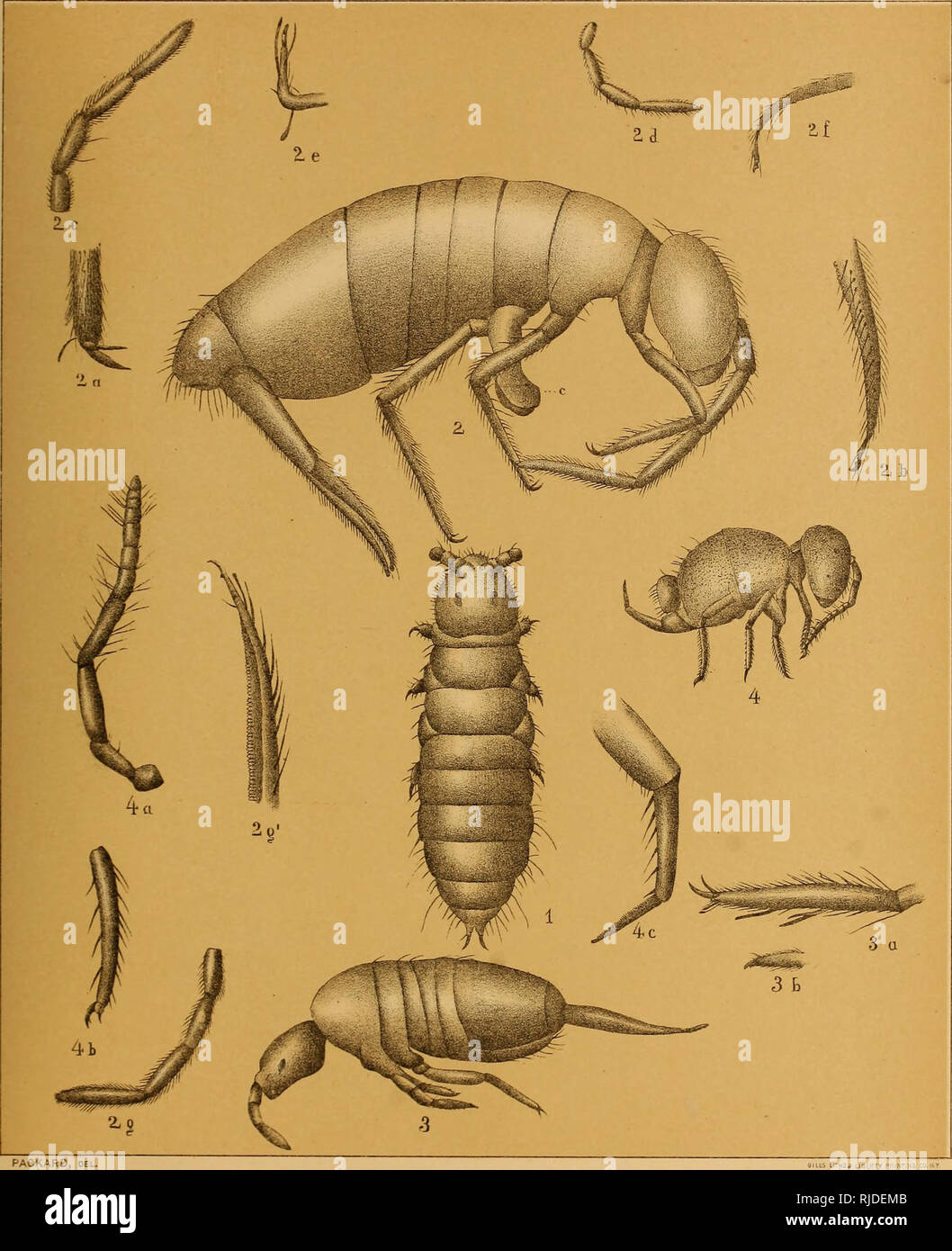 Podurid hi-res stock photography and images - Alamy