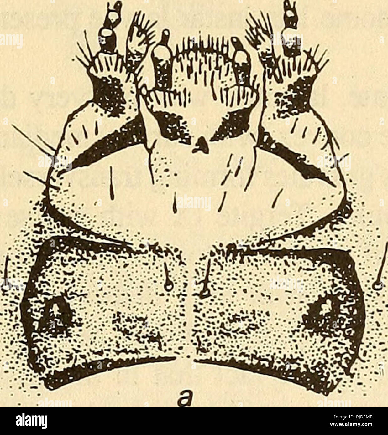 . Cerambycidae of Northern Asia. Cerambycidae; Beetles; Cerambycidae ...