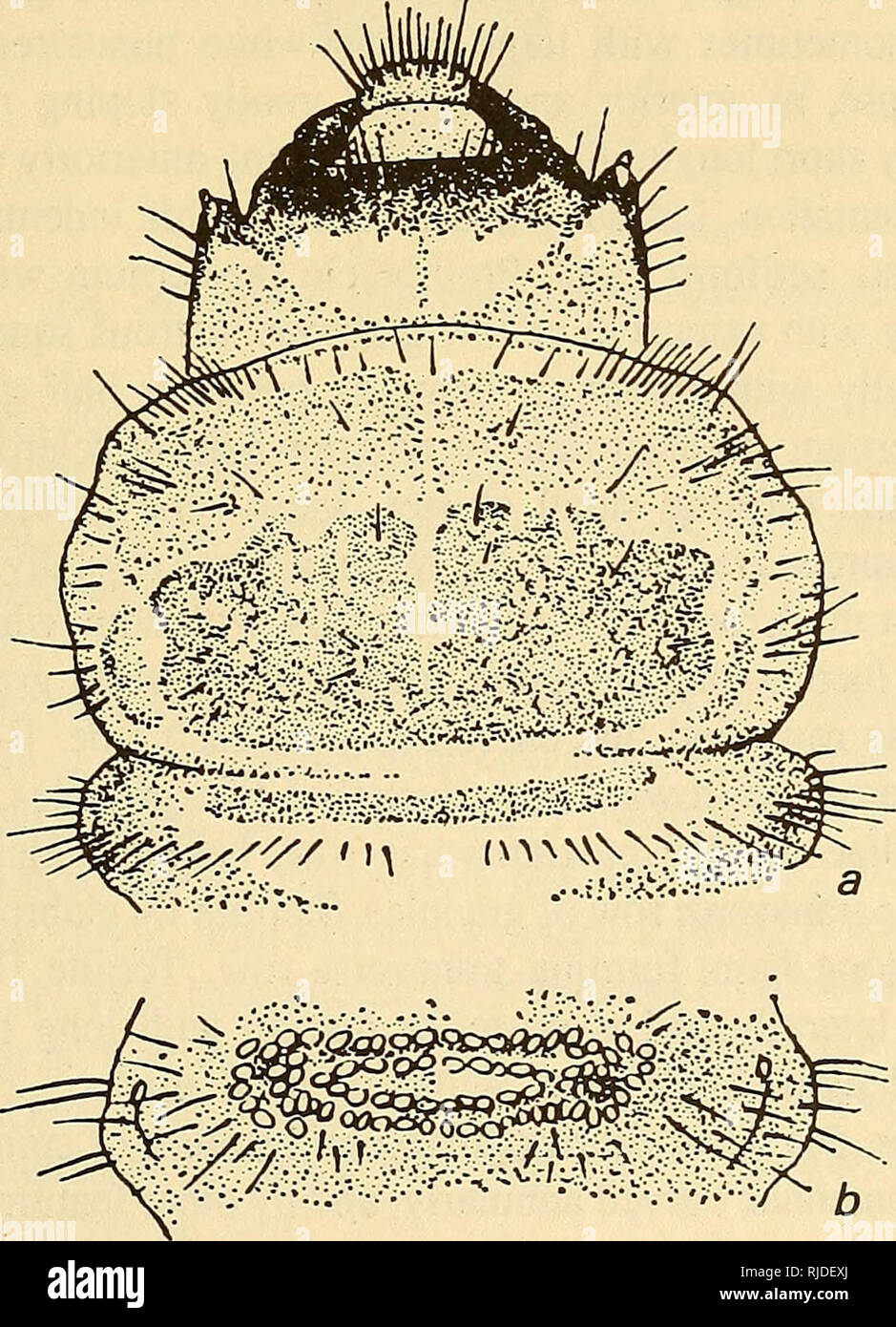 . Cerambycidae of Northern Asia. Cerambycidae; Beetles; Cerambycidae ...