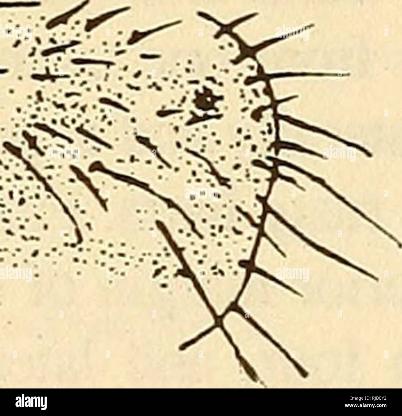 . Cerambycidae of Northern Asia. Cerambycidae; Beetles; Cerambycidae ...
