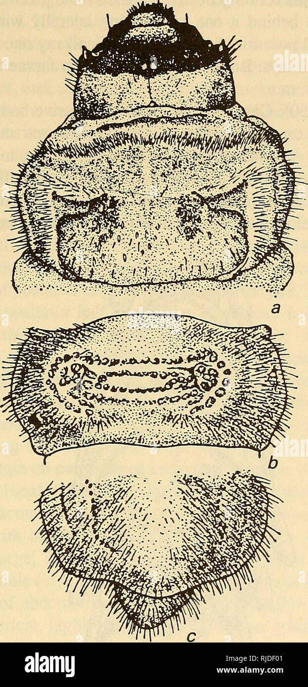 . Cerambycidae of Northern Asia. Cerambycidae; Beetles; Cerambycidae ...