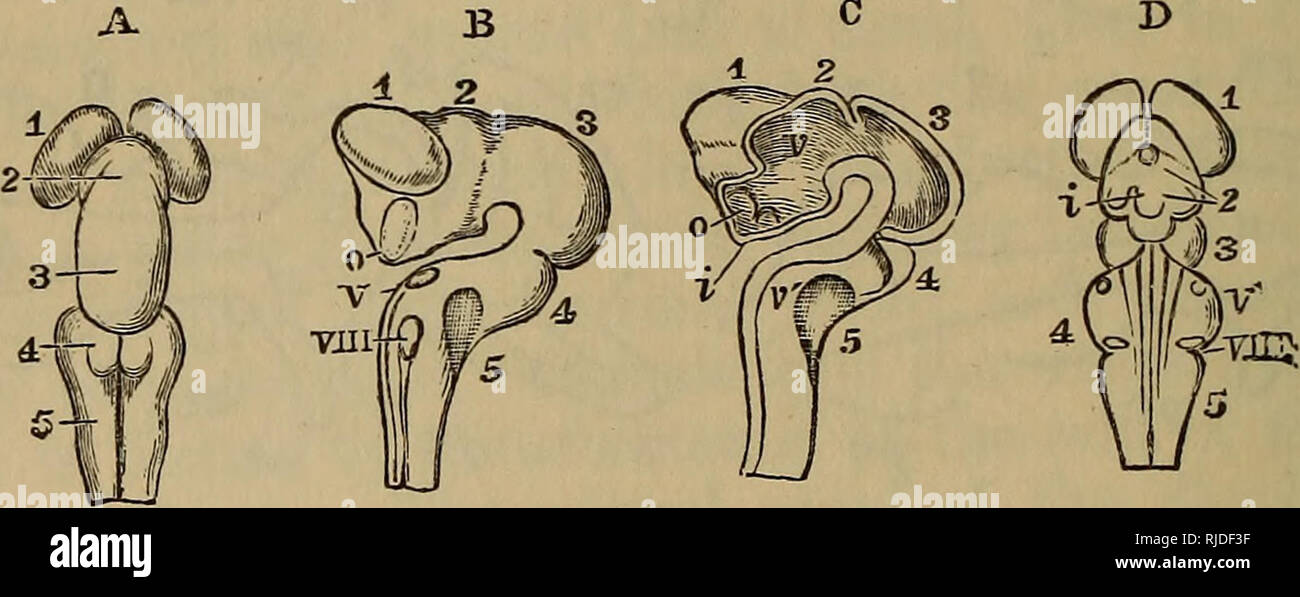 Brain anatomy axial hi-res stock photography and images - Alamy