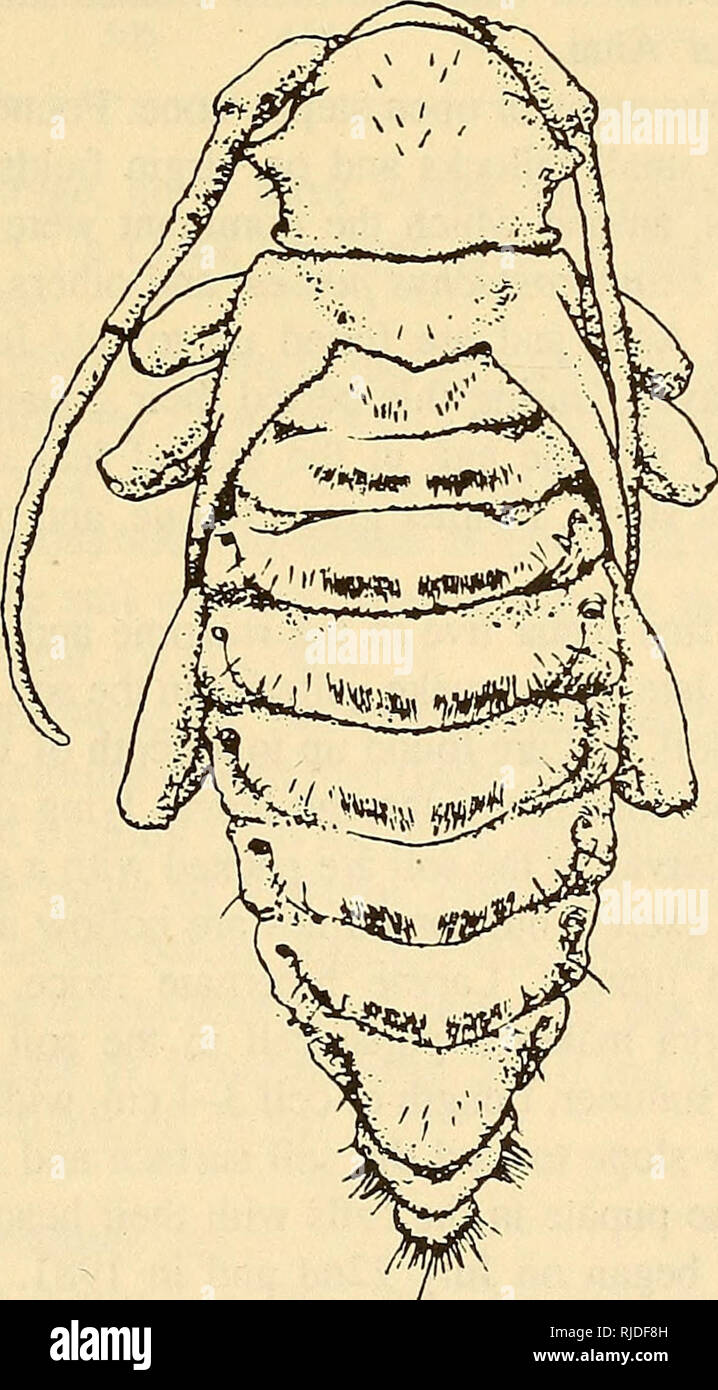 . Cerambycidae of Northern Asia. Cerambycidae; Beetles; Cerambycidae ...