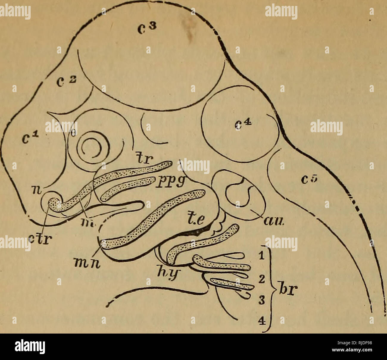 . The cat : an introduction to the study of backboned animals ...