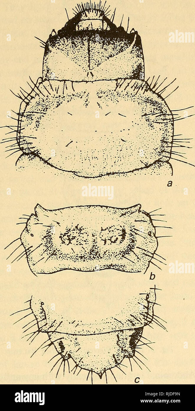 . Cerambycidae of Northern Asia. Cerambycidae; Beetles; Cerambycidae ...