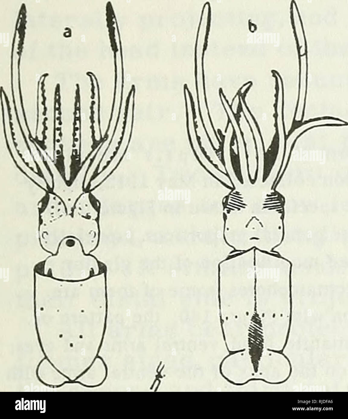 . Cephalopoda. Cephalopoda. The gladius has the typical juvenile form ...