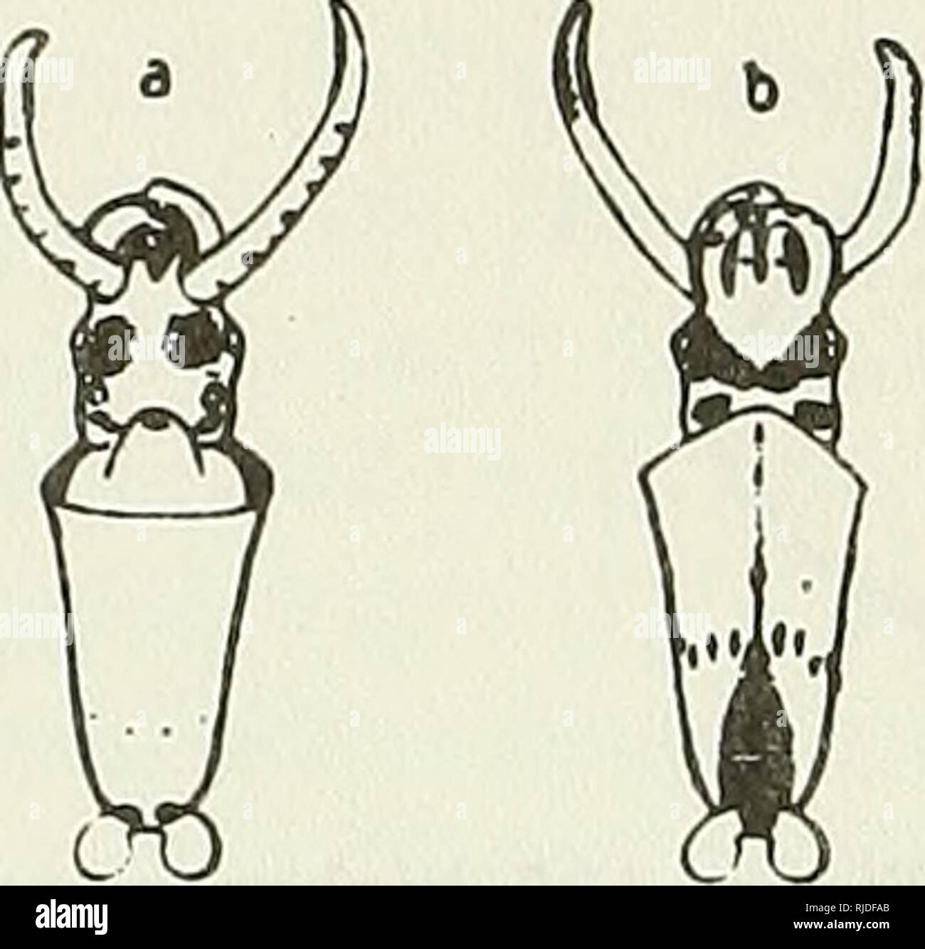 . Cephalopoda. Cephalopoda. The apical swellings of the ventral arms ...