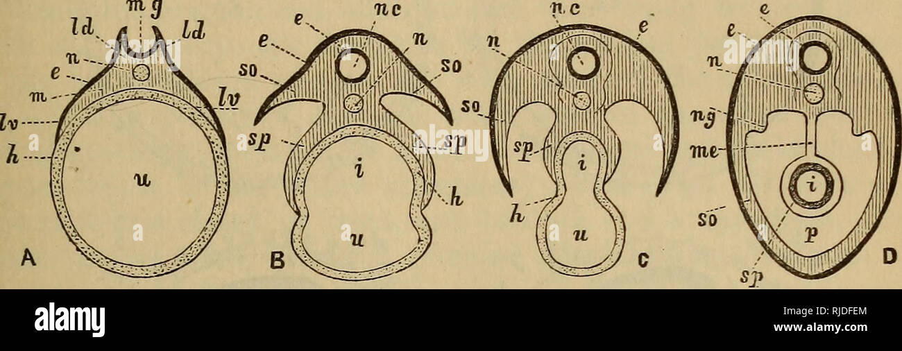 . The cat : an introduction to the study of backboned animals ...