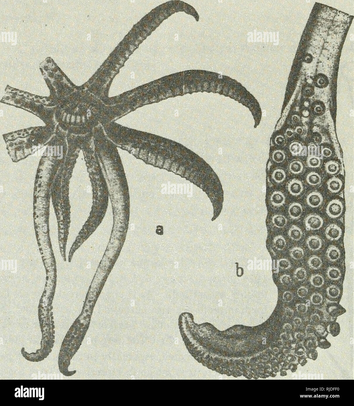 Tentacle like arms hi-res stock photography and images - Alamy