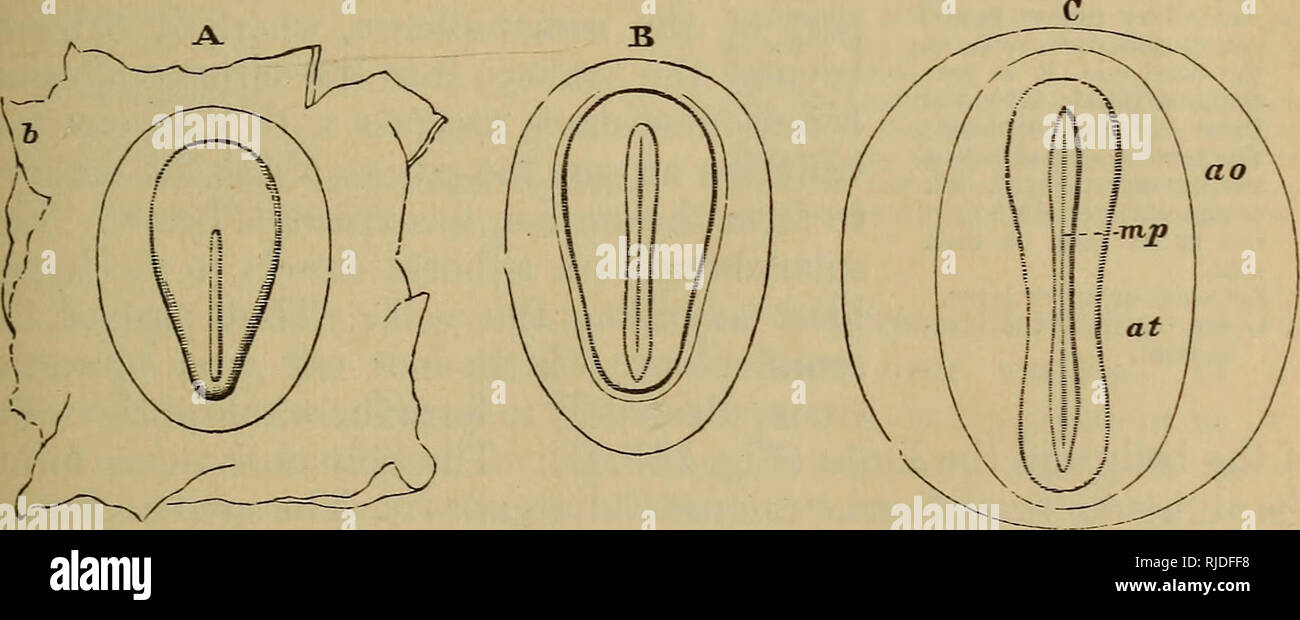 . The cat : an introduction to the study of backboned animals ...