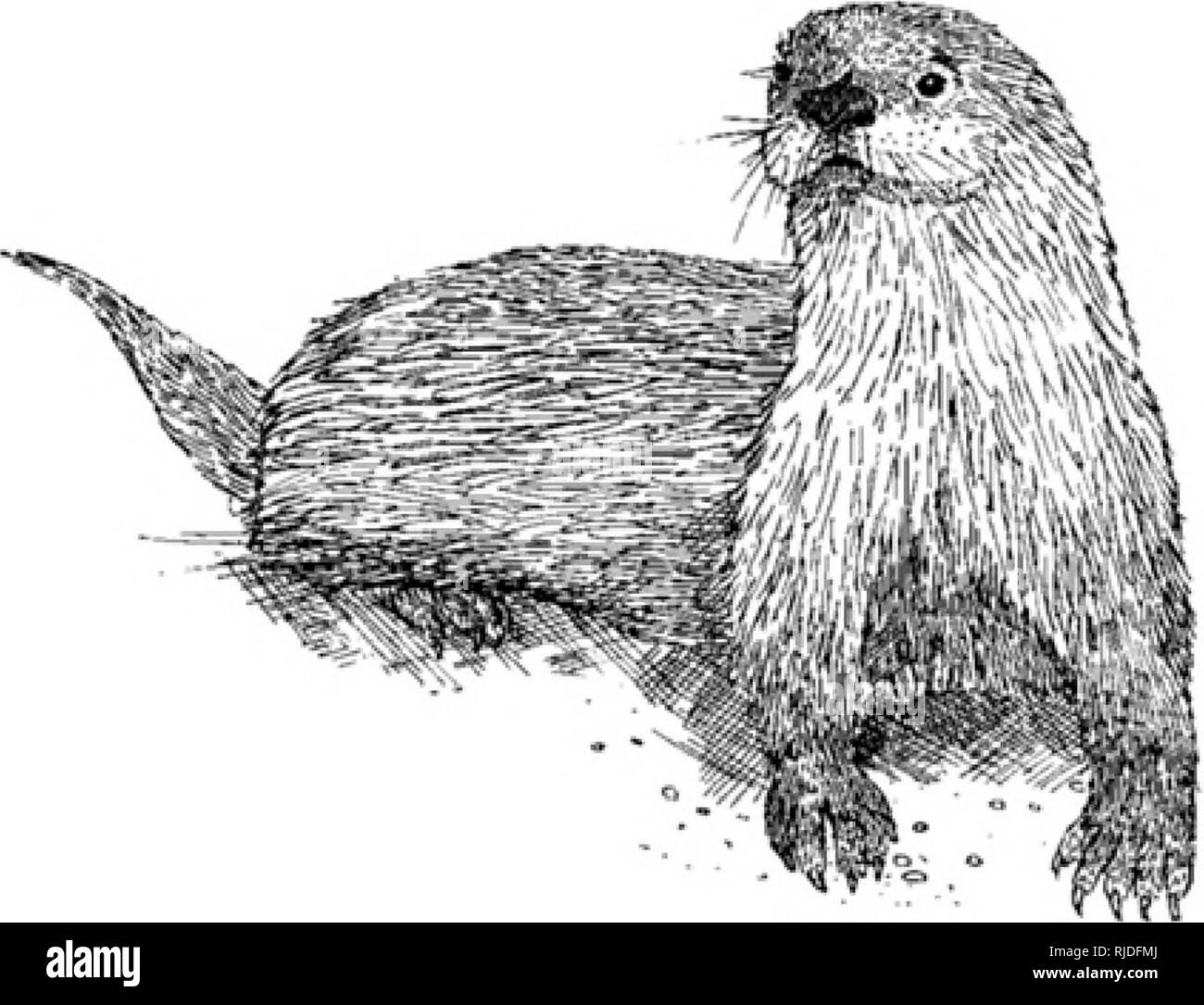 Riparian buffer zones hi-res stock photography and images - Alamy