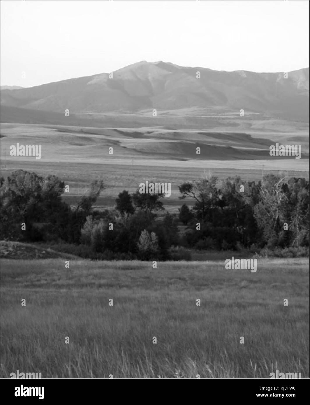 . The need for stream vegetated buffers [electronic resource] : what ...