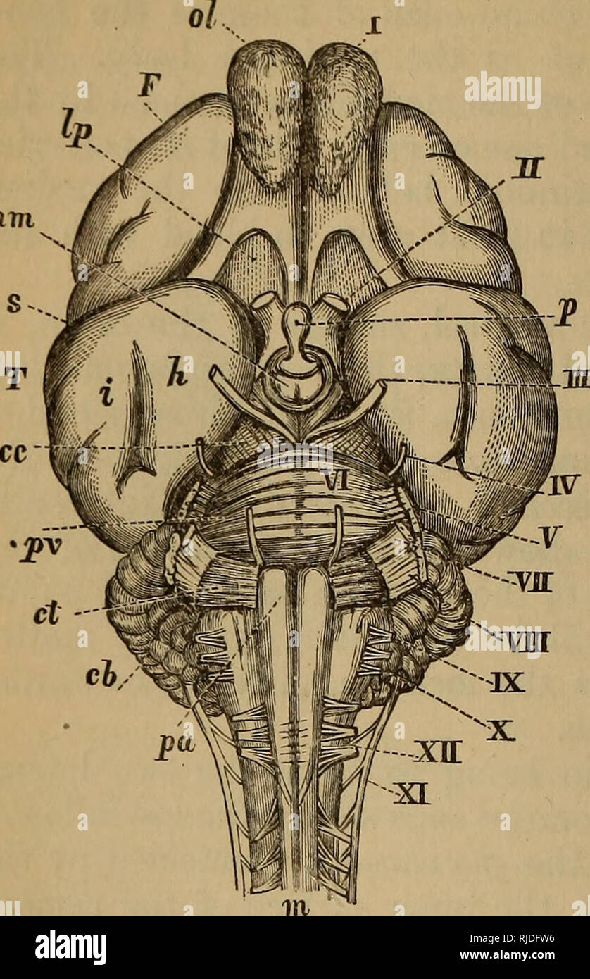 . The cat : an introduction to the study of backboned animals ...