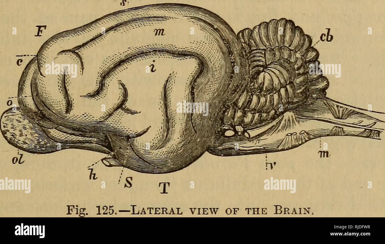 . The cat : an introduction to the study of backboned animals ...