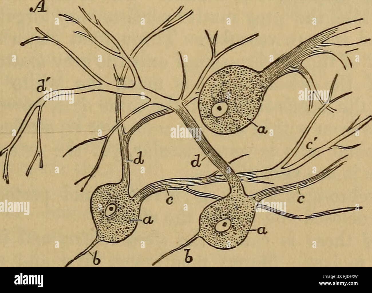 Nervous system cats hi-res stock photography and images - Alamy