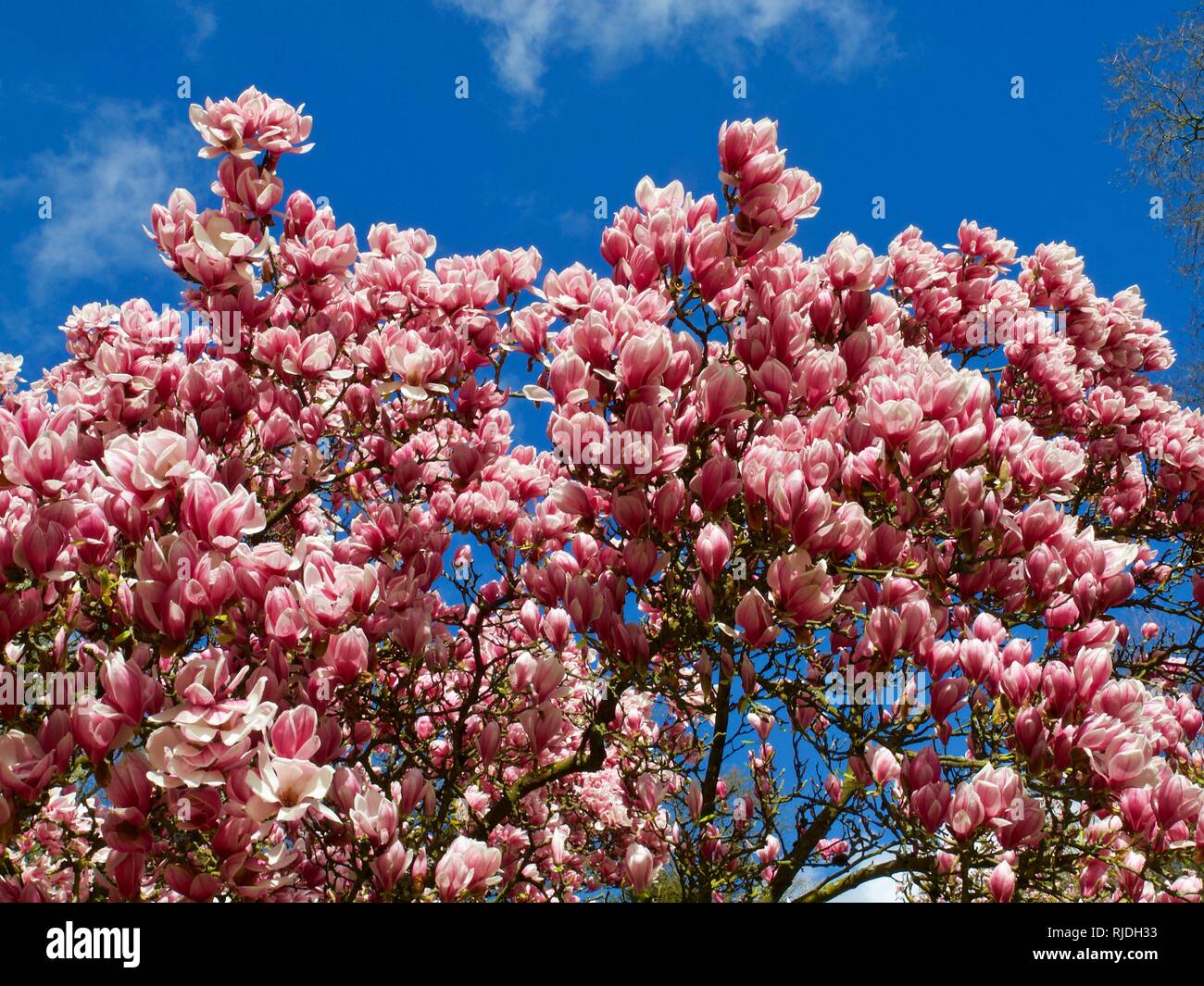Big magnolia tree blooming full of pink magnolia blossoms Stock Photo ...