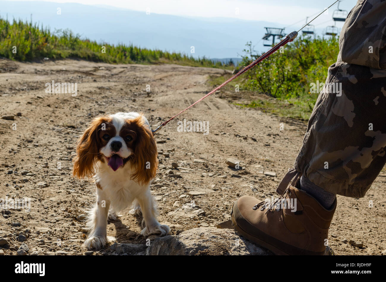 Adorable dog - Cavalier King Charles Spaniel - in a walk with and his ...