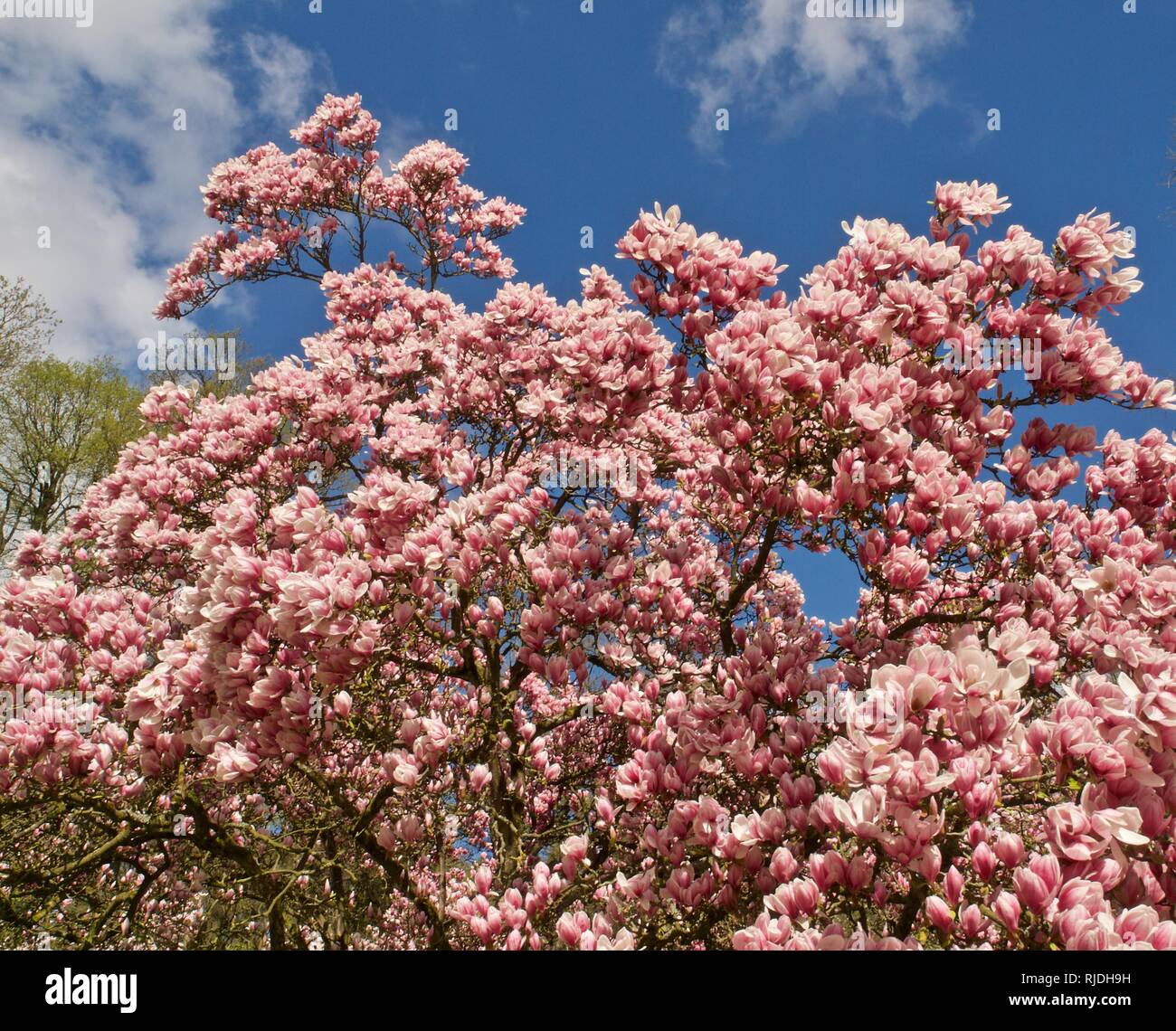 Big magnolia tree blooming full of pink magnolia blossoms Stock Photo ...