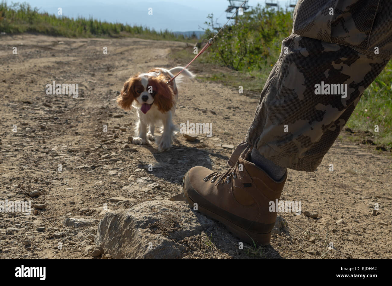 Adorable dog - Cavalier King Charles Spaniel - in a walk and his master ...