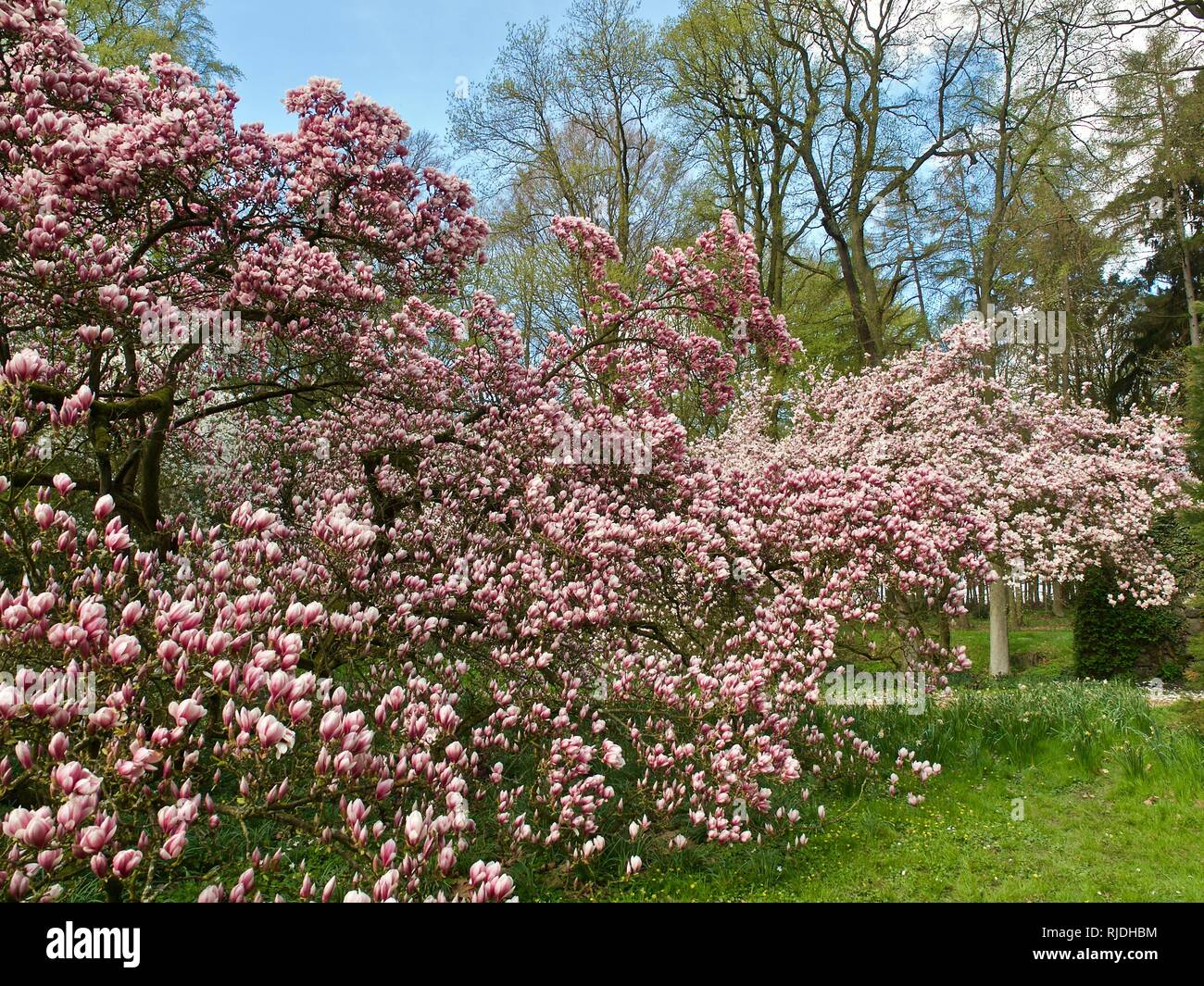 Big magnolia tree blooming full of pink magnolia blossoms Stock Photo ...