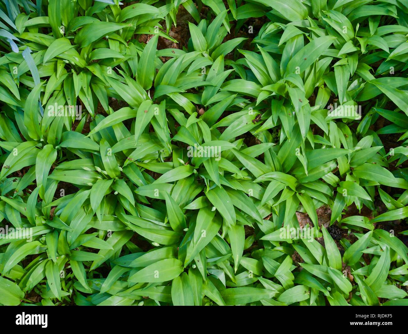 Field with wild garlic plants Stock Photo - Alamy