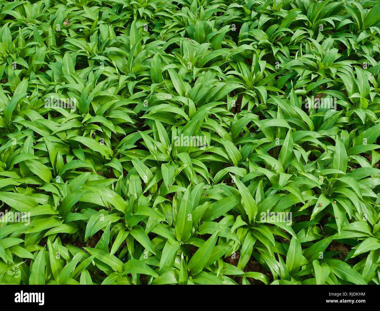 Field with wild garlic plants Stock Photo - Alamy