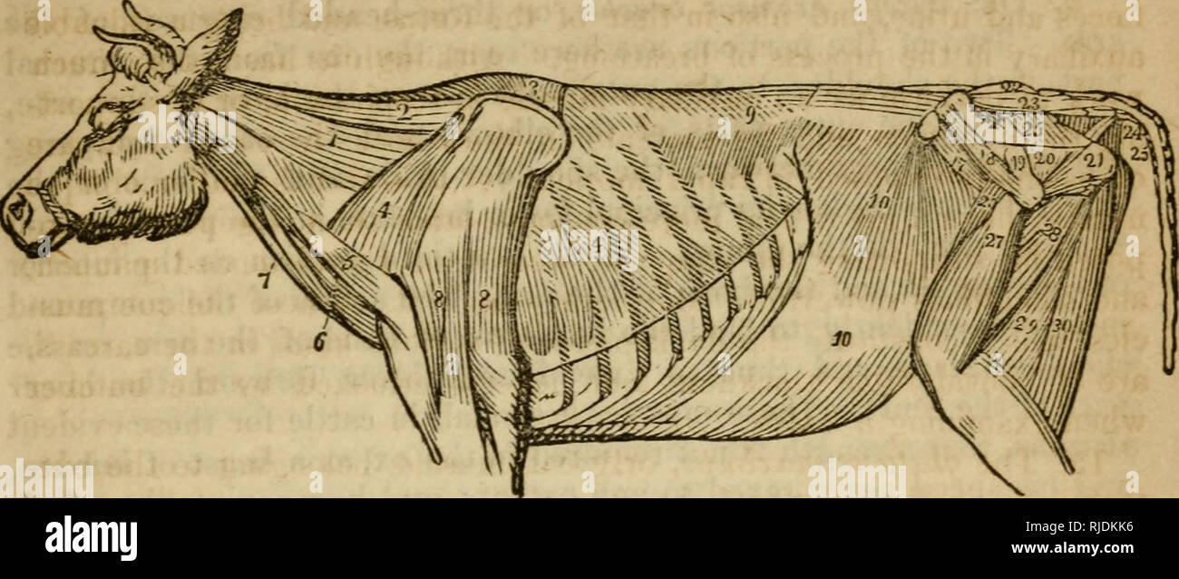 . Cattle. Cattle; Cattle. ANATOxMY OF THE NECK AND CHEST. 211 1. The ...
