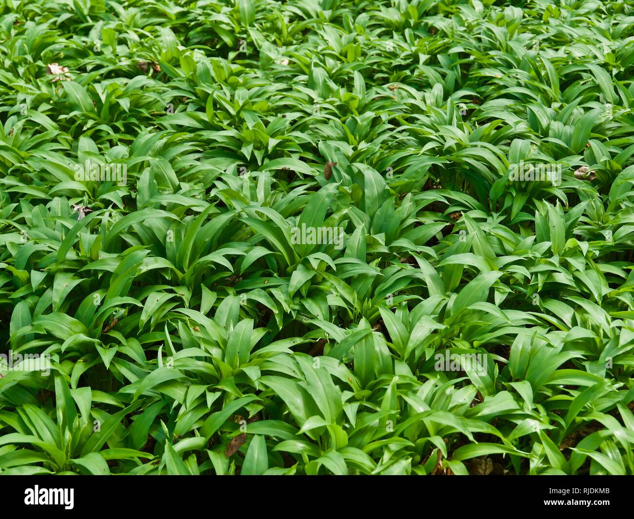 Field with wild garlic plants Stock Photo - Alamy
