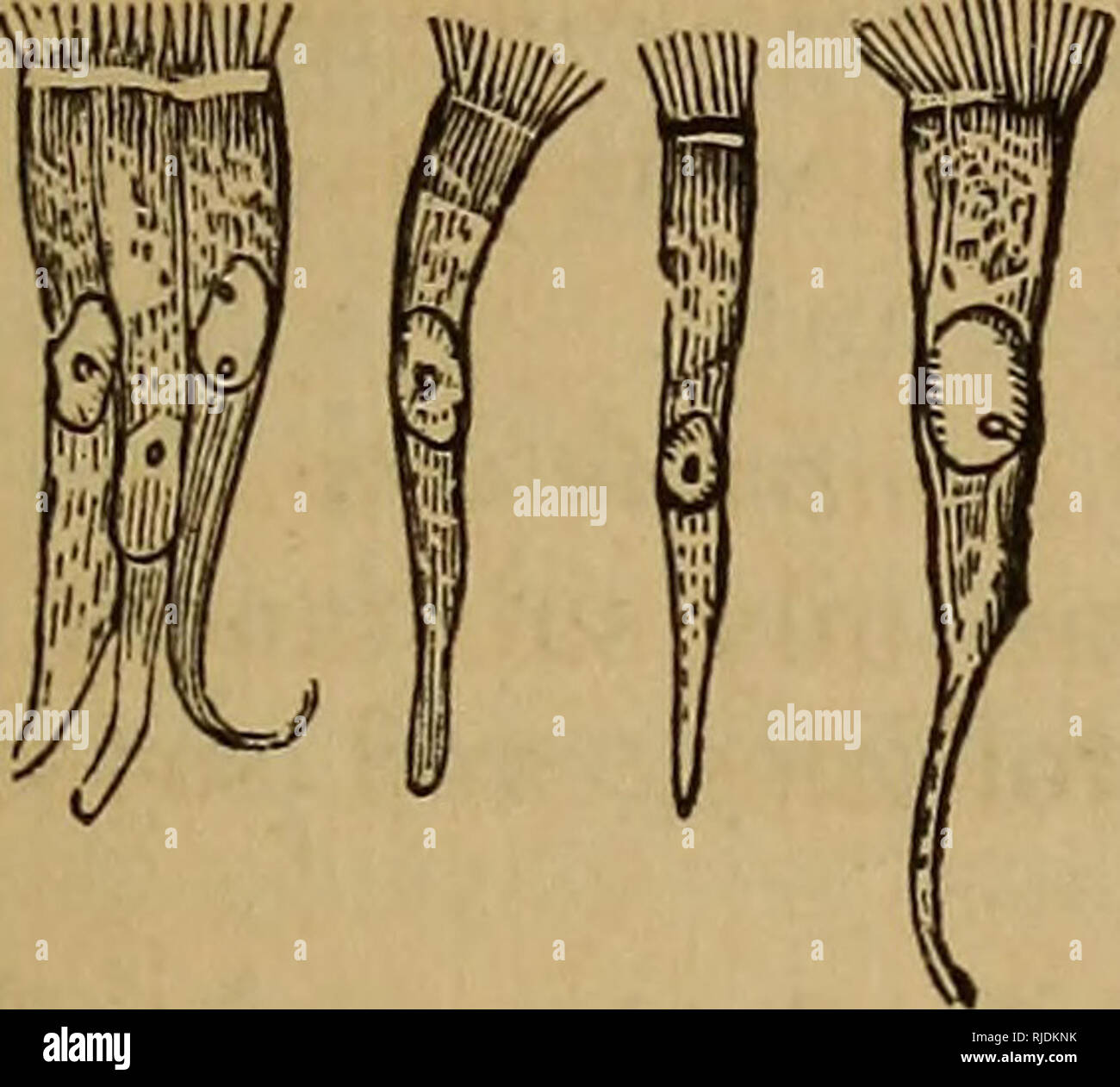 Cat Paw Anatomy High Resolution Stock Photography and Images - Alamy