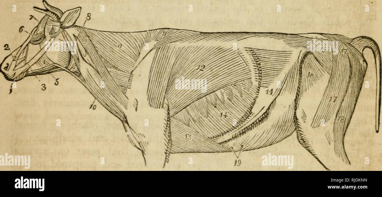 Principal anatomical hi-res stock photography and images - Alamy