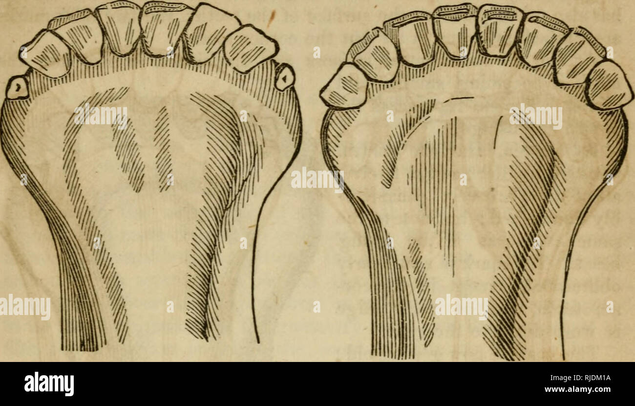. Cattle. Cattle; Cattle. THE TEETH. 193 all the incisors fully up ...